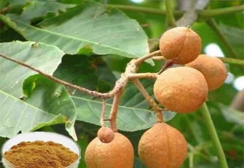 Natural Plant Extract Powder Horse Chest Nut P.E. Horse Chest Nut Extract Natural Herb Powder