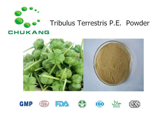 Tribulus Terrestris Extract CAS 18642 44 9 Muscle Enhancer Cholesterol Reducing
