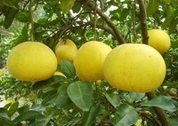 Pure Natural Naringin High Specification Citrus Aurantium L Cas 10236 47 2