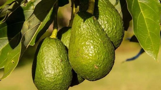 Natural Avocado Fruit Juice Powder Persea Americana High-Energy Diet Of Fruit.
