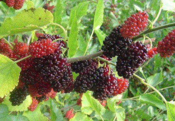 Mulberry Fruit Juice Powder  Rich In Tannic Acid Malic Acid Vitamin B1 B2 C And Carotene