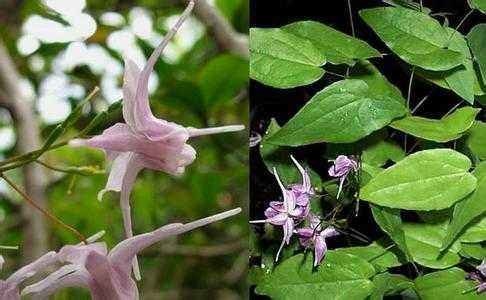 Natural Ingredients Plant Extract Epimedium extract Epimedium Grandiflorum Icariin Increase Blood Flow