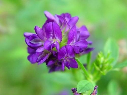 Pure Nature Ratio Extract Alfalfa Extract Alfalfa Flavonoids Inhibit Microvascular Proliferation