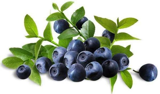 Blueberry Fruit Juice Powder Enhance The Immune System Ability