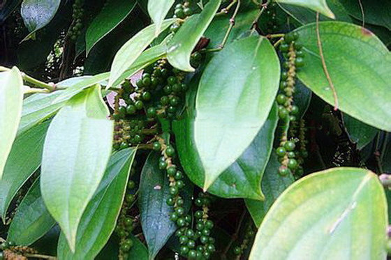 Piper Nigrum L Natural Ingredients Black Pepper Extract Piperine CAS 94 62 2