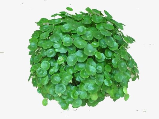 Gotu Kola Extract Asiaticoside Plant Extract Powder Centella asiatica (L.) Urban