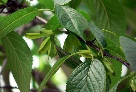 Eucommia Bark Extract Powdered Herbal Extracts Whiten Skin Eliminate Senile Spot