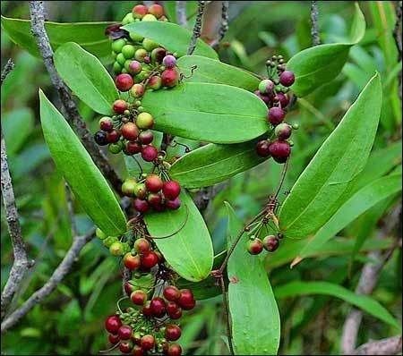 Poria Extract Powdered Herbal Extracts Can Invigorate The Spleen