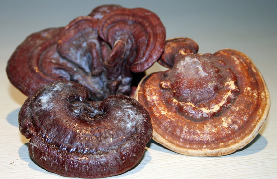 Organic Herbal Powder Reishi Mushroom Extract Ganoderma Lucidum