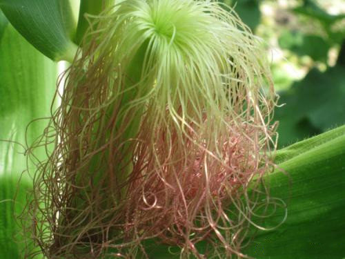 Corn Stigma Extract Powdered Herbal Extracts Pure Nature Plant Extract