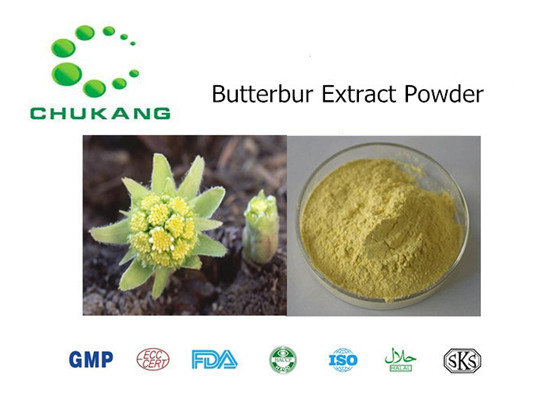 Butterbur Extract Powdered Herbal Extracts Petasites Hybridus L Plant Extract