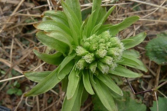 Butterbur Extract Powdered Herbal Extracts Petasites Hybridus L Plant Extract