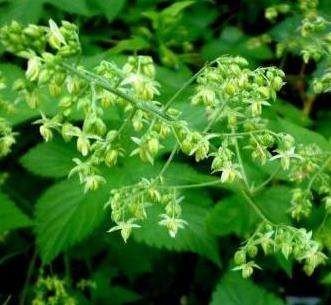 Xanthohumol Humulus Lupulus L. Plant Extract Powder Cas 6754 58 1