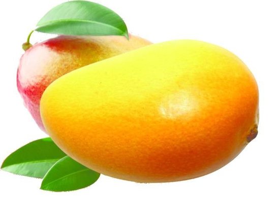 Mango Plant Extract Powder Mangiferin Irvingia Gabonensis Organic Herbal Powder