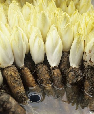 Chicory Inulin Plant Extract Powder Cichorium intybus CAS 9005 80 5