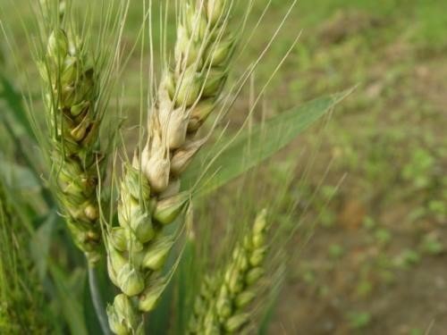 Hydrolyzed Wheat Protein Amino Acid Powder In Biochemical Ingredients Nutrition Products