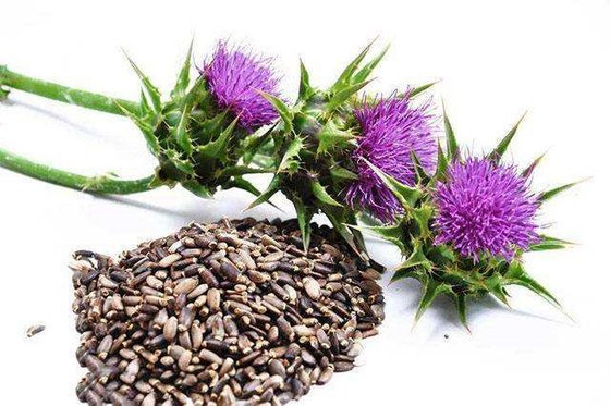 Milk Thistle Powdered Herbal Extracts Silybum Marianum L Gaertn Food Ingredients
