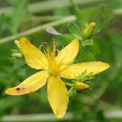 St Johns Wort Powdered Herbal Extracts Hypericum Perforatum L Food Ingredients