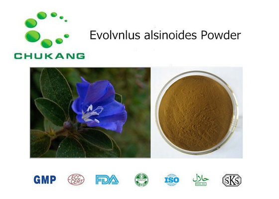 Evolvnlus Alsinoides Powdered Herbal Extracts DingGui Brown Organic Herbal Powder