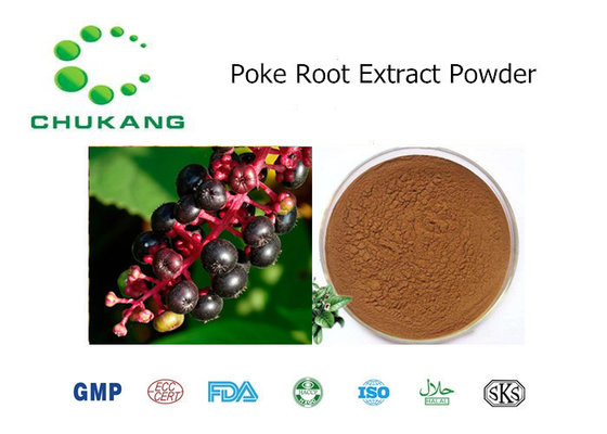 ISO Standard Natural Poke Root Extract / Phytolacca Americana Extract Powder