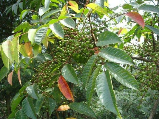 High Specification Puer Nature Extracts Rhoifolin CAS 17306 46 6 ISO Approval