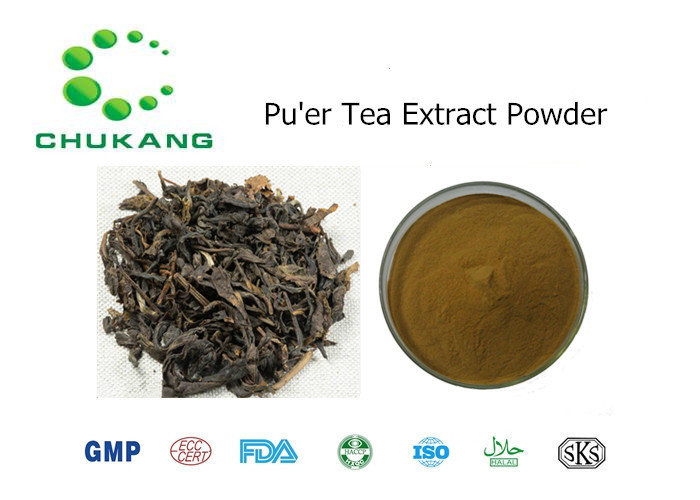 Pu'er Tea Extract Powder 10:1 20:1 Camellia Sinensis Var Assamica With Tea Fragrance