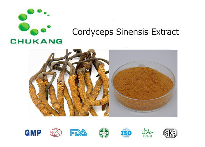 Cordyceps Sinensis Plant Extract Powder Cordycepic Acid Organic Herbal Powder