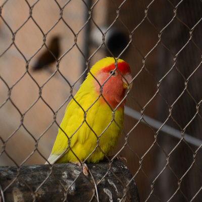 stainlesss steel cable netting used for Lion fence, animal cage in zoo, flexible,strong and light!