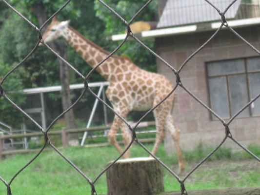 DEER ENCLOSURE MESH