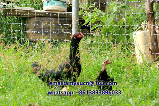 chicken wire fence, rabbit wire fence, horse wire fence, dog wire fence for sale