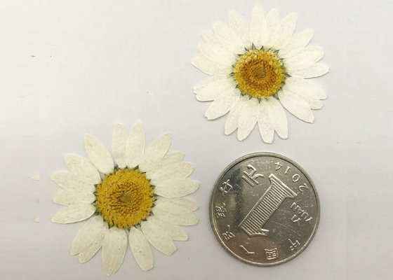 White Chrysanthemum Dried Flower Diameter 3 CM For DIY Teaching Specimen