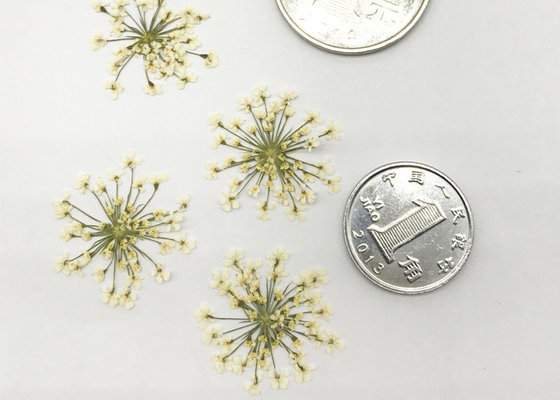 White Lace Dried Pressed Flower Diameter 1.5-2.5CM Plant Material For DIY Holiday Gift