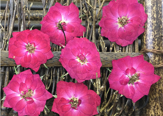 Red Rose Natural Dried Flowers Vacuum Packing Diameter 3 - 3.5CM For Wedding Decoration