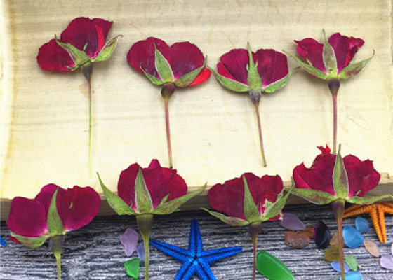 Red Dried Rose Petals Crafts , Dried Rose Buds Crafts For Cell Phone Case