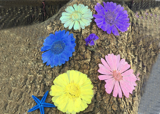 Calendula Pressed Dried Flower Art Diameter 4 - 6 CM Natural Plant For Wedding