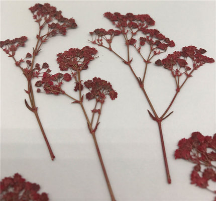 Baby'S Breath Dried Pressed Flowers , Preserving Dried Flowers For DIY Pendant