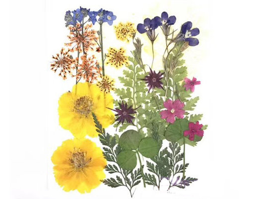 Raw Material DIY Dried Flowers , Long Dried Flowers For Art Painting Decoration