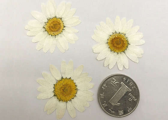 White Chrysanthemum Dried Flower Diameter 3 CM For DIY Teaching Specimen