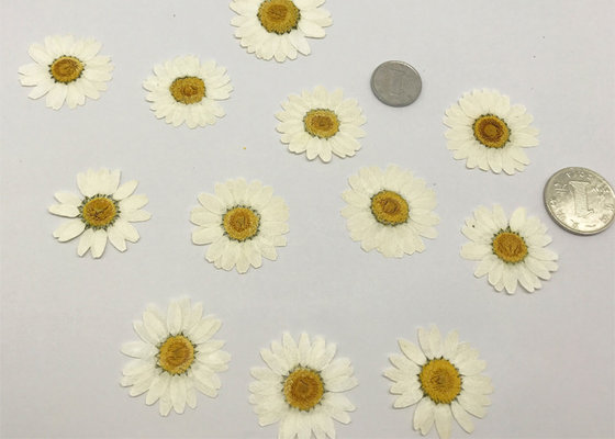 True Specimen Real Pressed Flowers Diameter 3CM For Christmas Card Gift
