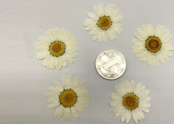 True Dried White Flowers , Dried Daisy Flowers For Mother'S Day Present