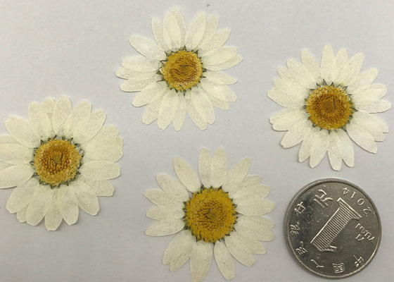 White Large Pressed Flowers , Framed Dried Flowers For Home Christmas Decorations