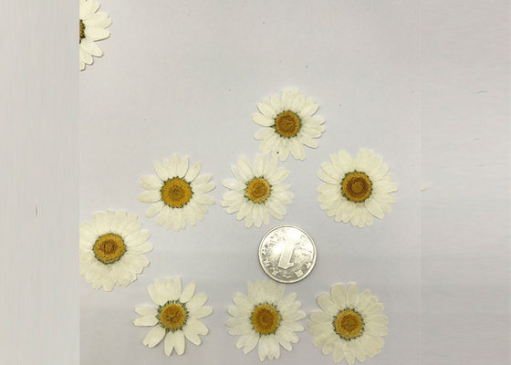 White Chrysanthemum Hand Pressed Flowers For Wedding Party Favors / Gifts