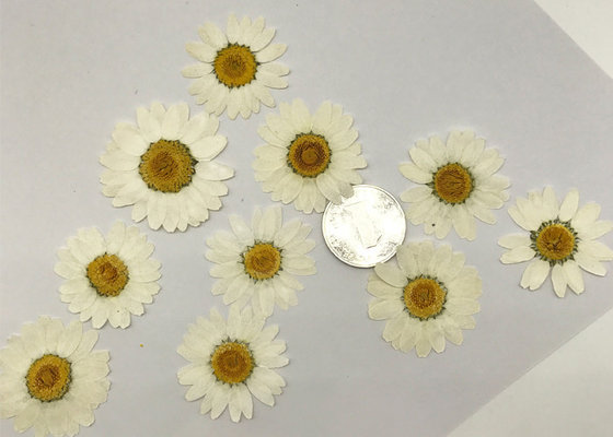 Daisy Real Dried Flowers 3 CM Diameter Raw Material For DIY Necklace Decoration