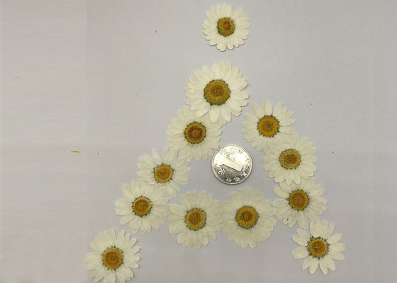 Colorful Pressed Flower Arrangements Size 3 CM For Wedding Gift Decoration