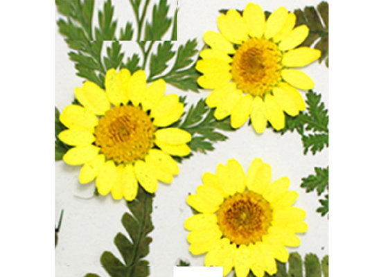 White Chrysanthemum Pressed Floral Art , Dried Flower Artwork For Teaching Specimen