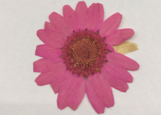 Pink Chrysanthemum Pressed Flower Candles Decoration For DIY Materials