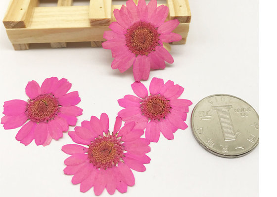 Colorful Pressed Flower Crafts , Diameter 3CM True Plant Dry Flower Decoration