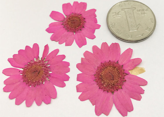 DIY Gem Decoration Pressed Flower Art , Diameter 3CM Red Dried Roses Art