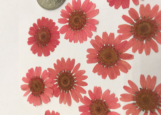 Mirror Decoration Dried Pressed Flowers Material For DIY Handicrafts