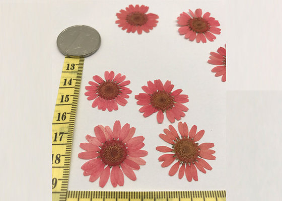 Vanity Mirror Material DIY Pressed Flowers For UV Epoxy Accessories